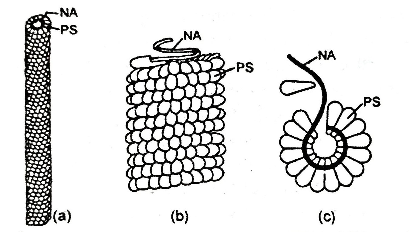 Give symptoms, etiology and control of Tobacco mosaic virus. - WNA24